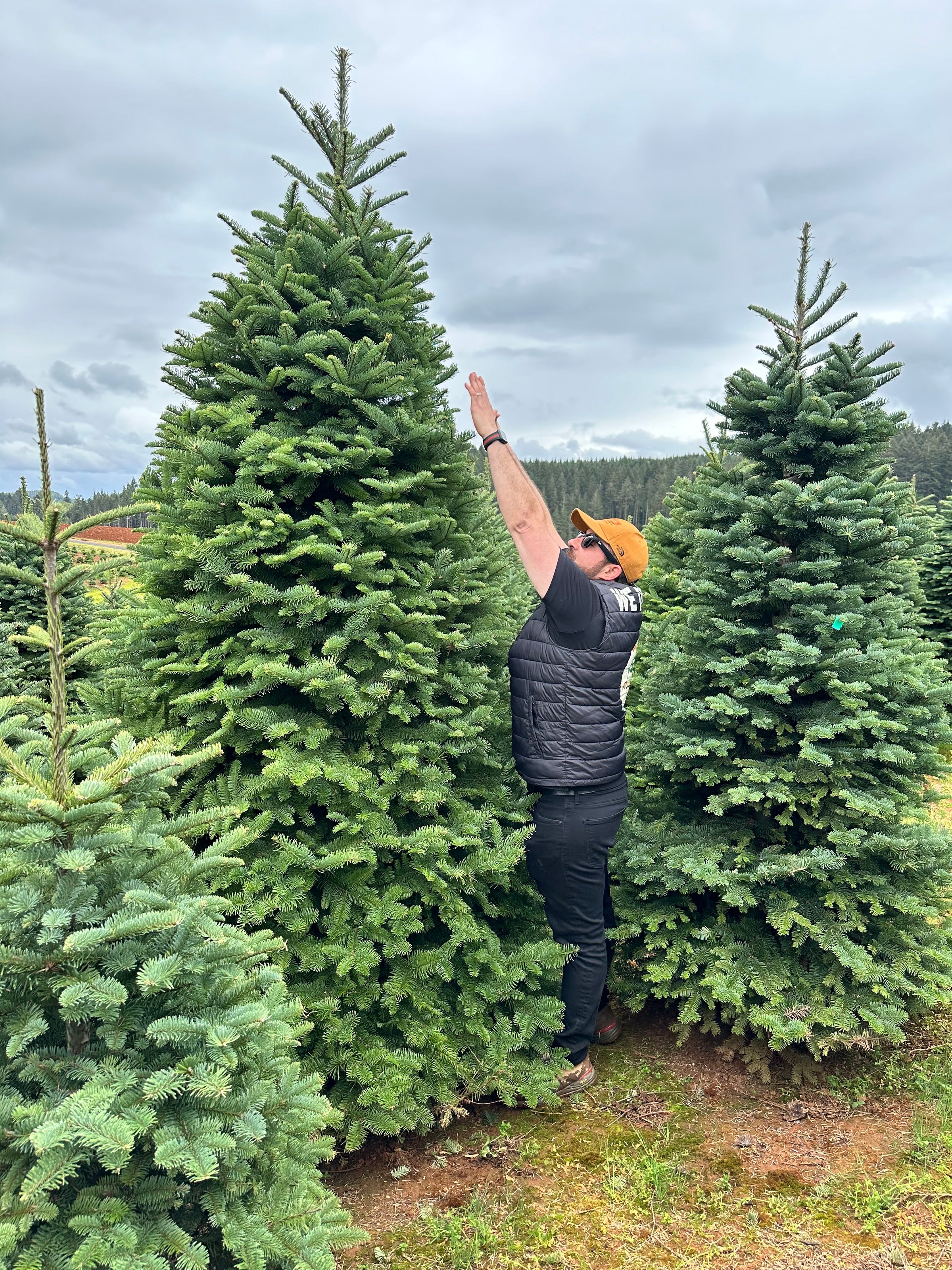 noble tree foundation